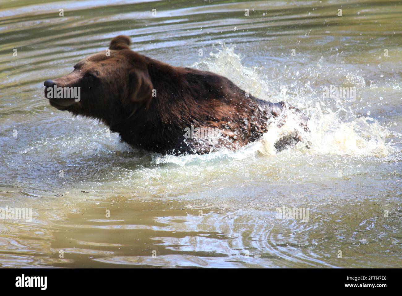 Long slaws hi-res stock photography and images - Alamy