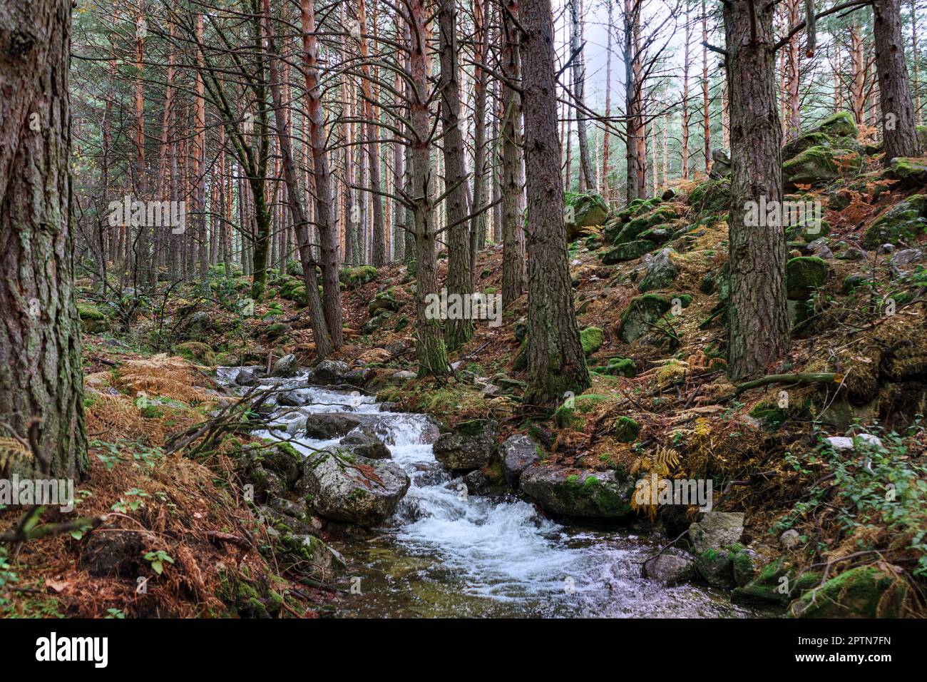 Forest with a river hi-res stock photography and images - Alamy
