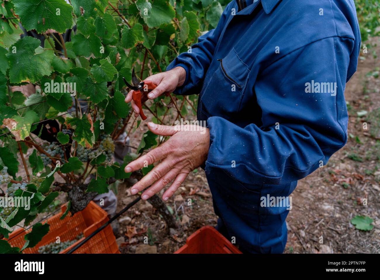 grape harvester's hands with scissors Stock Photo - Alamy