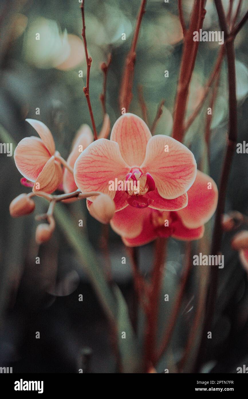 close up flower orchid miami Florida Stock Photo - Alamy