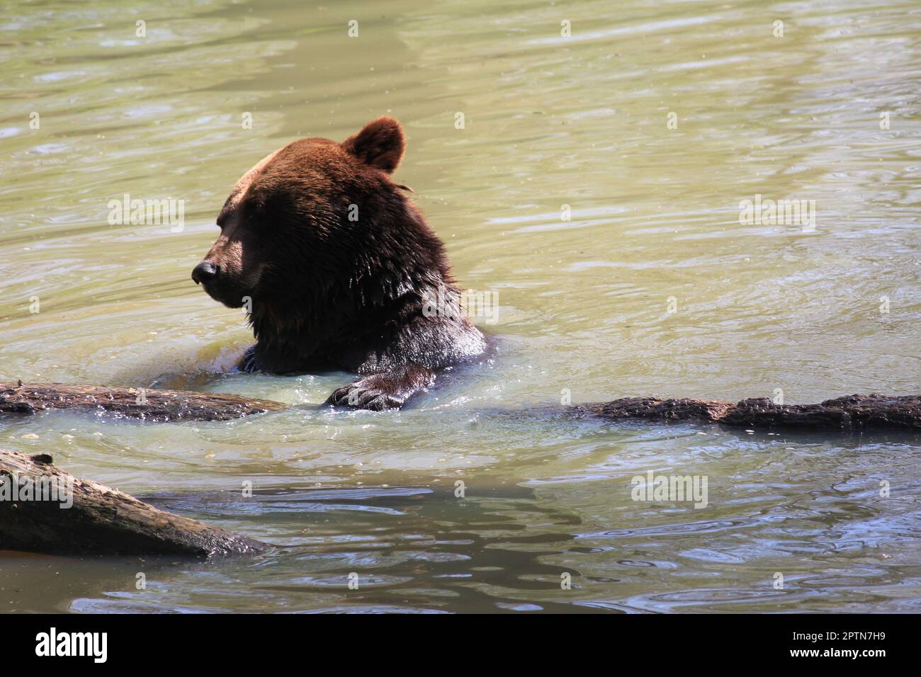 Long slaws hi-res stock photography and images - Alamy