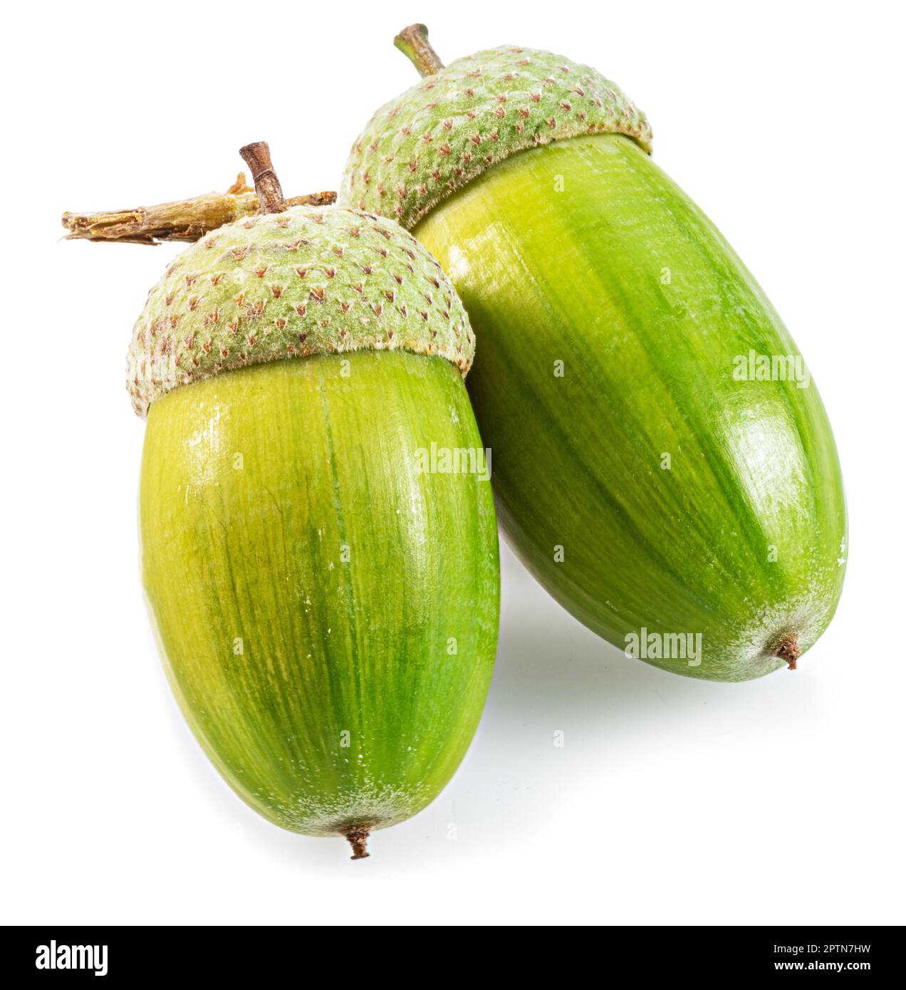 Two oak acorns isolated on white background Stock Photo - Alamy