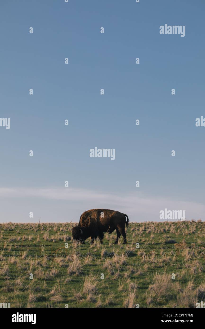 Bison out on grassy field with clear blue sky in Utah Stock Photo - Alamy