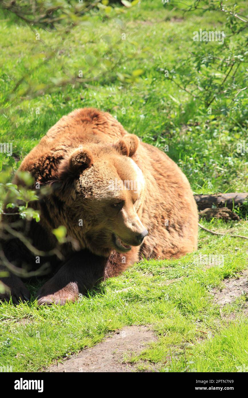 Long slaws hi-res stock photography and images - Alamy