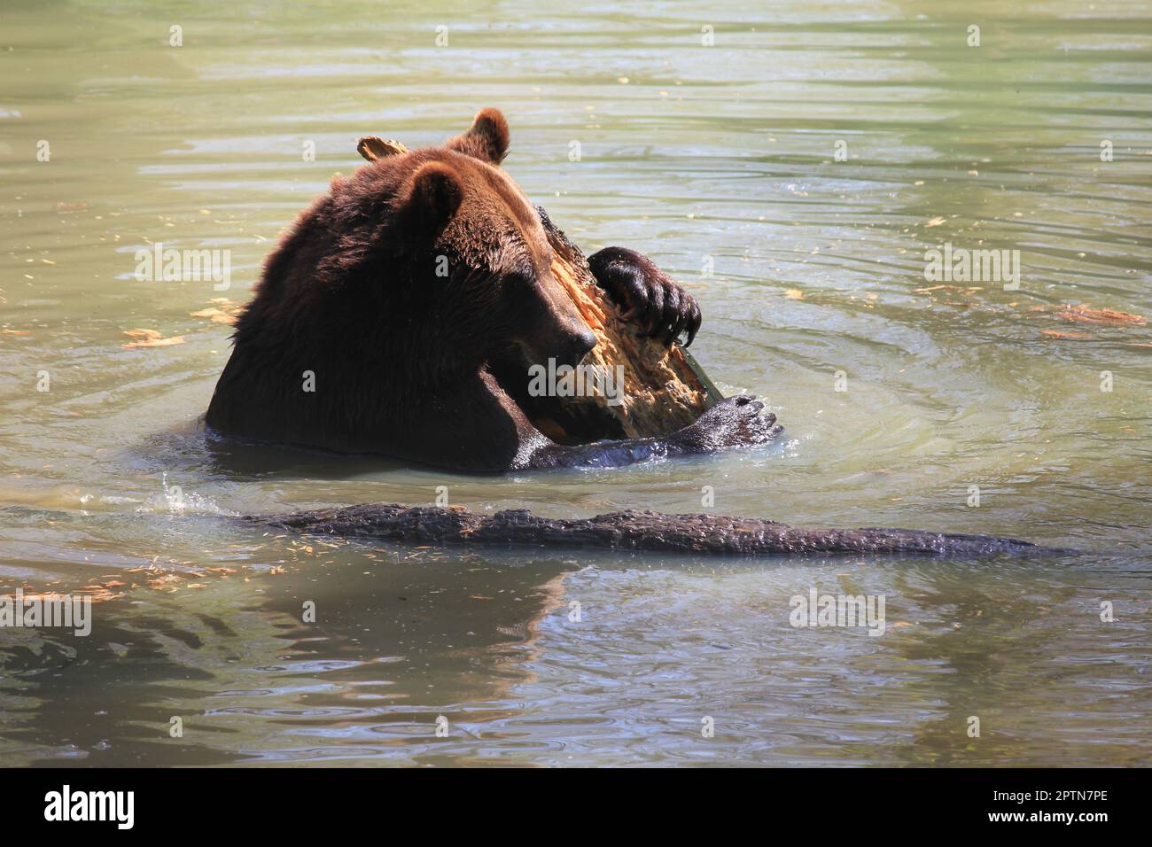 Long slaws hi-res stock photography and images - Alamy