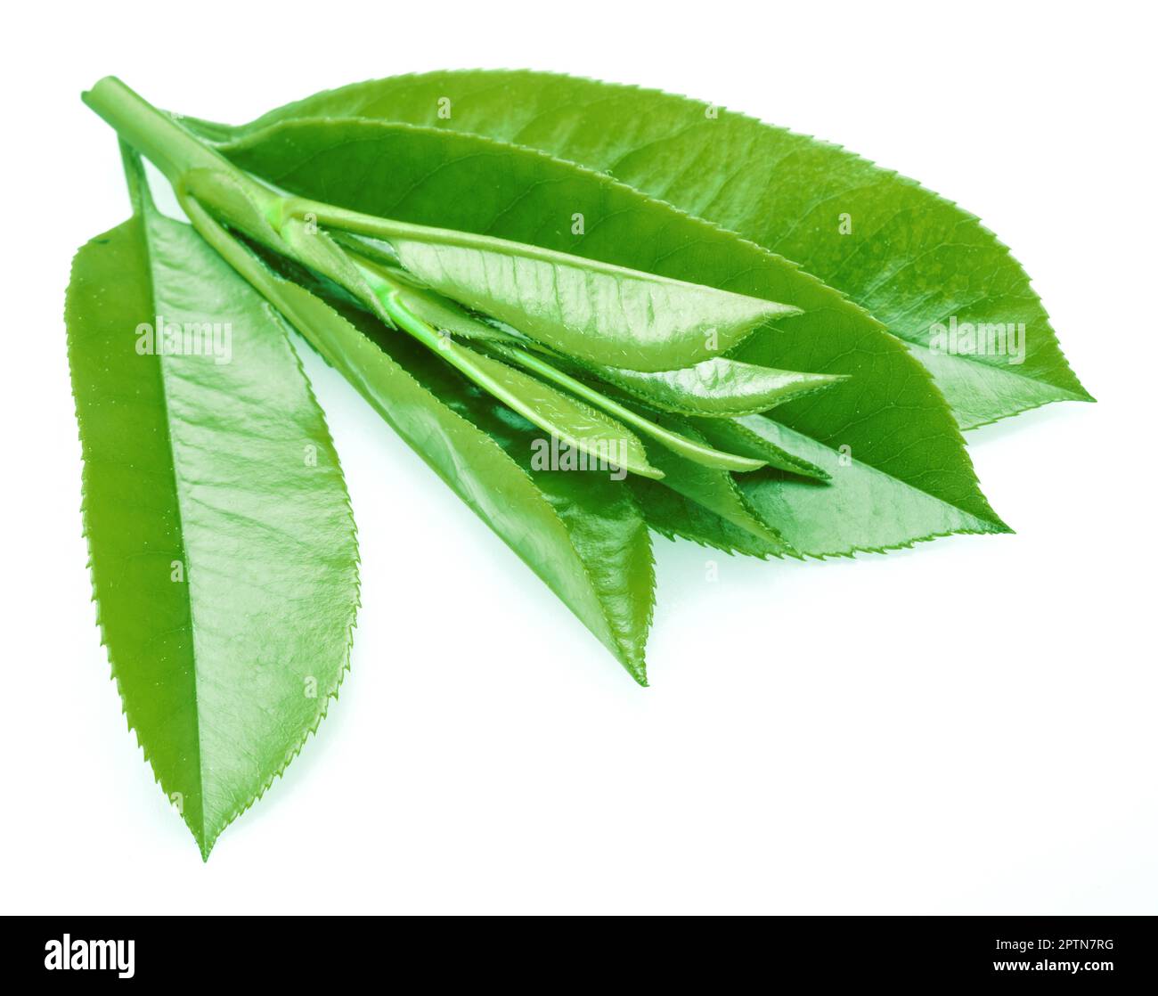 Fresh tea leaves isolated on white background. Closeup Stock Photo - Alamy