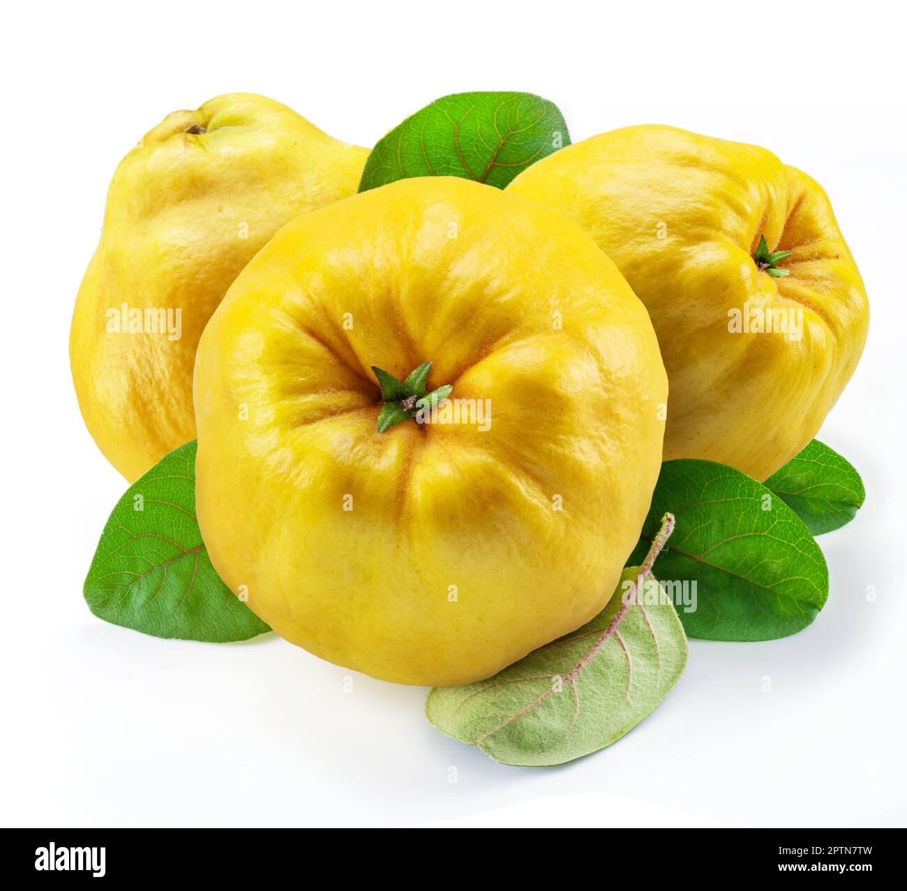 Ripe golden yellow quince fruits isolated on white background. Small ...