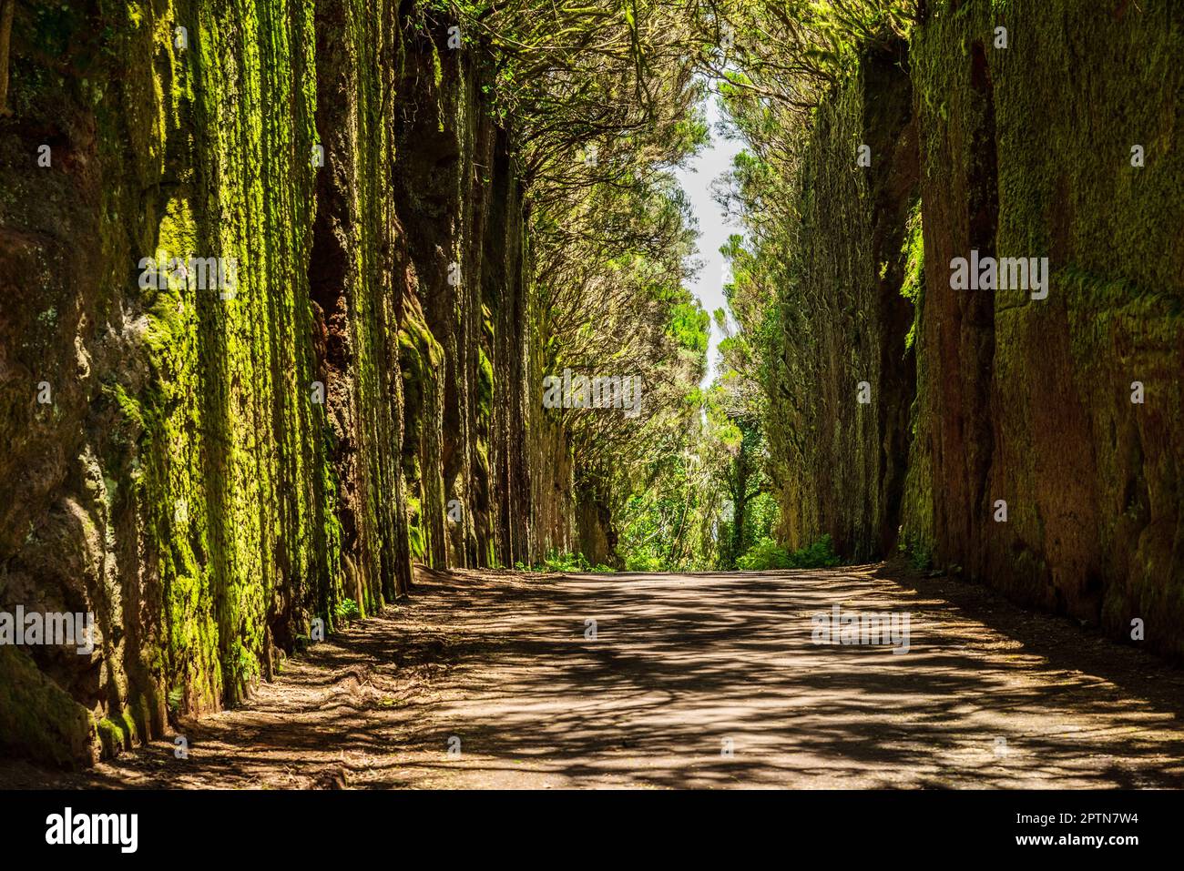 Unusual tree branches form arche over narrow passage between rocks in ...