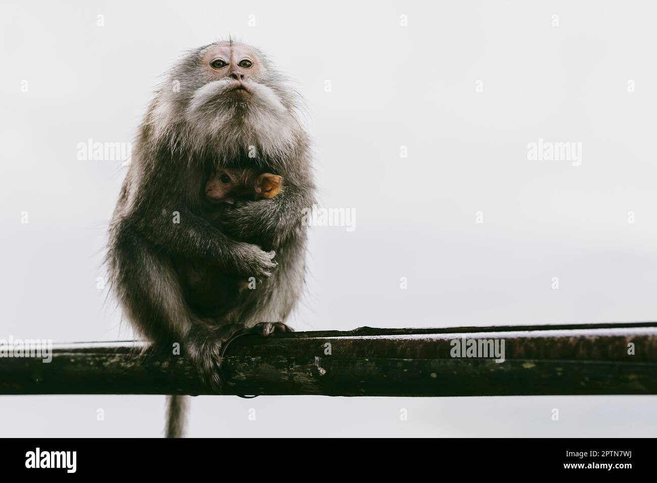 Female monkey baby in hi-res stock photography and images - Alamy