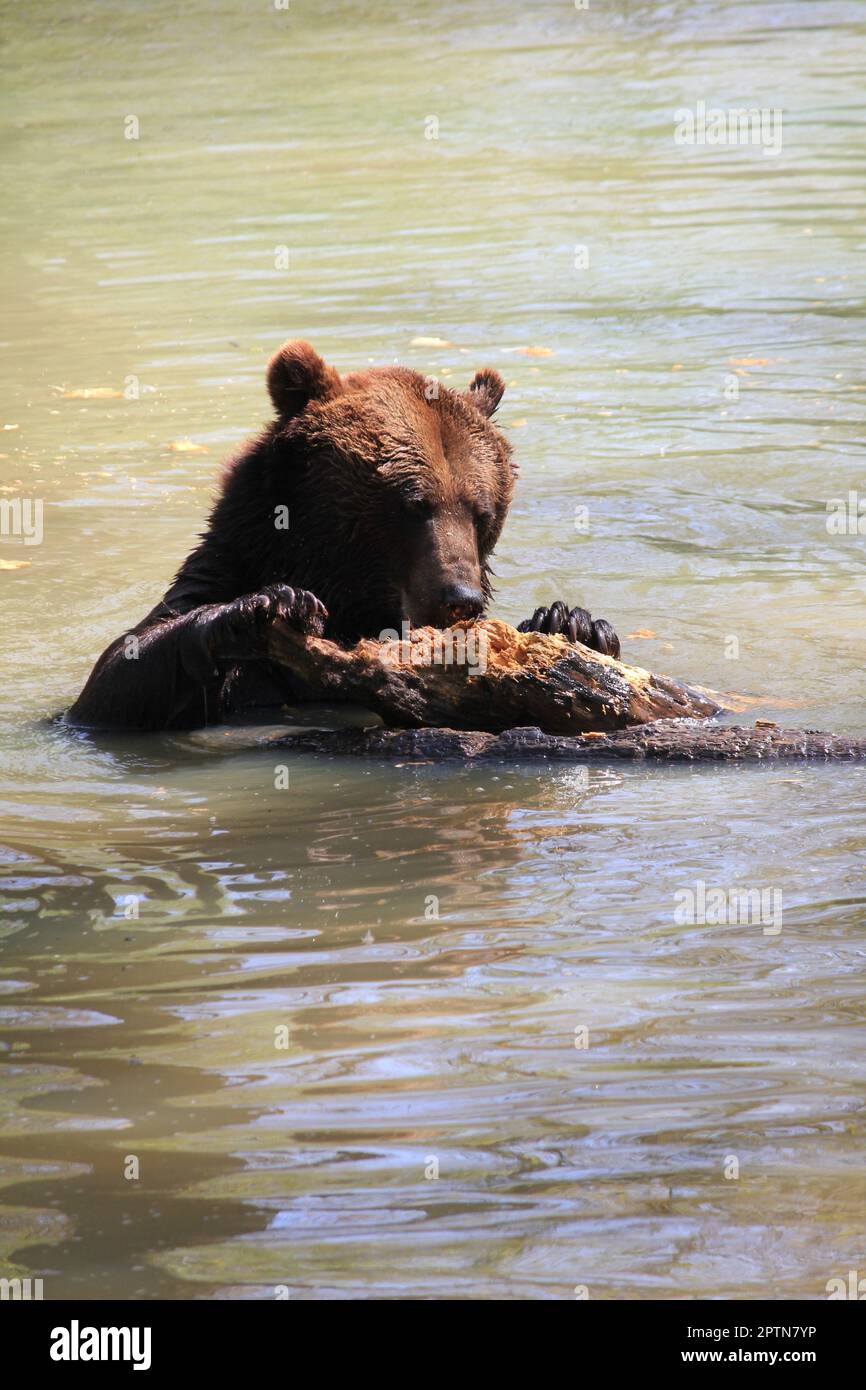 Long slaws hi-res stock photography and images - Alamy