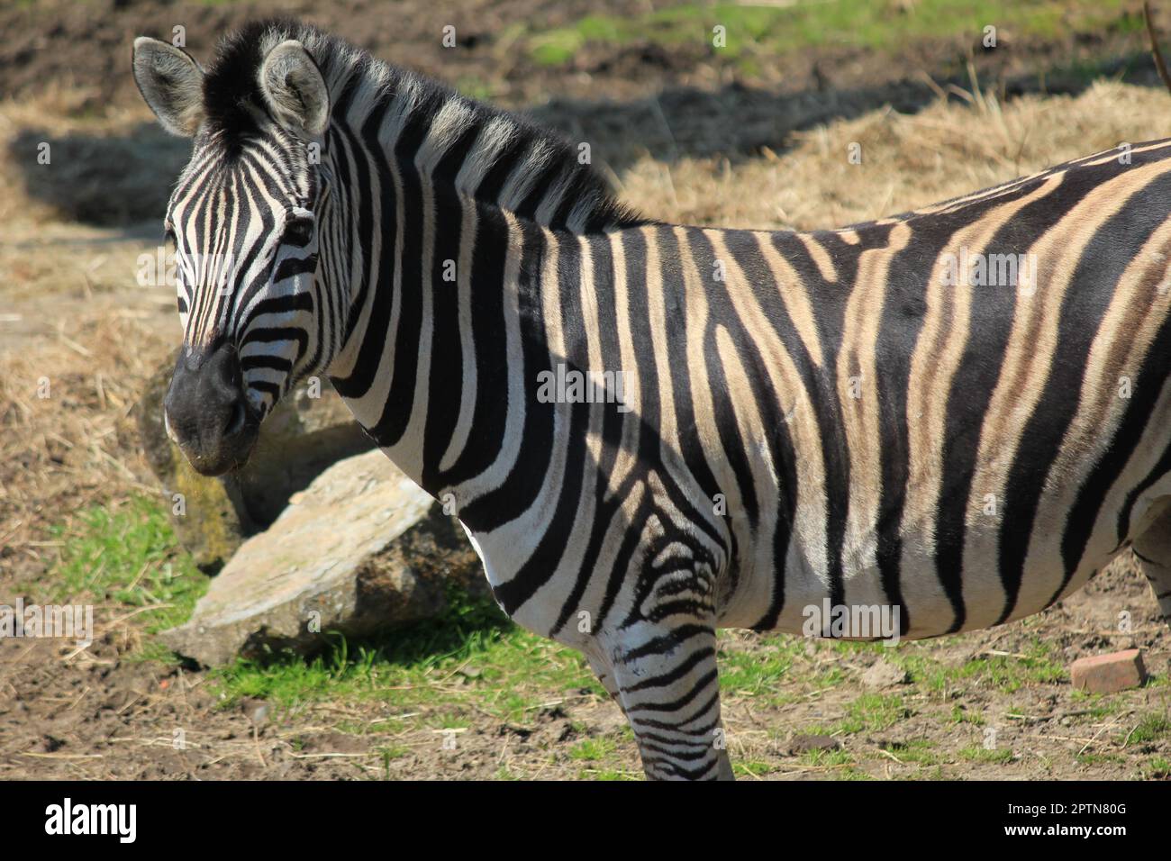 Barrel chested bodies hi-res stock photography and images - Alamy