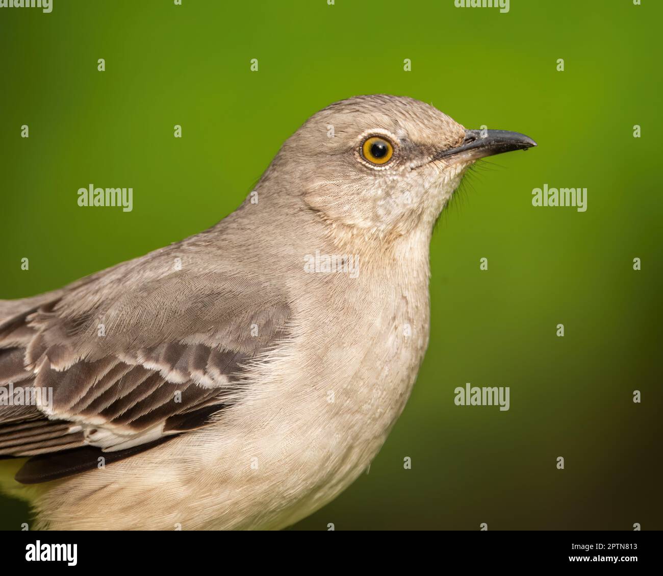 A Northern Mockingbird Closeup Portrait Stock Photo - Alamy