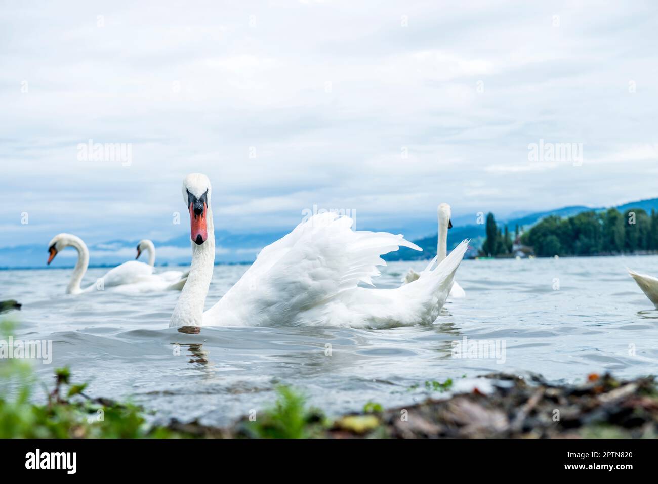 Leisure activities at the beautiful Lake Constance Stock Photo - Alamy