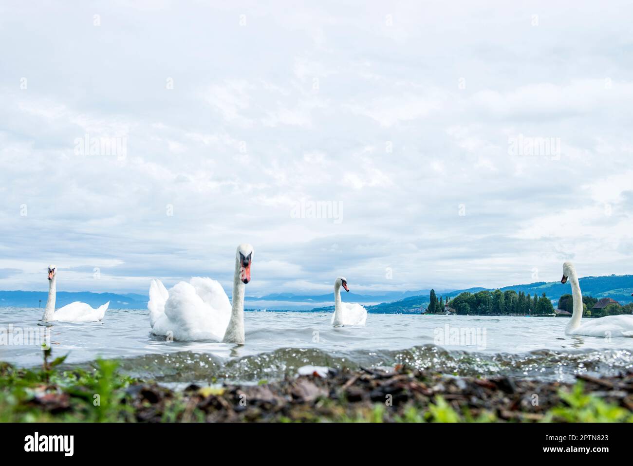 Leisure activities at the beautiful Lake Constance Stock Photo - Alamy