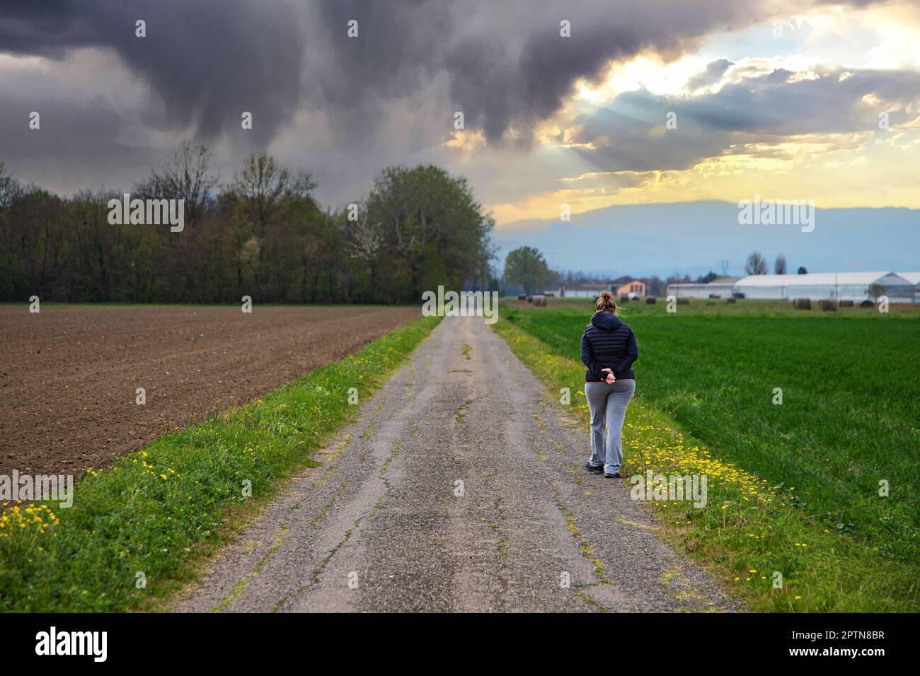 Woman walking alone on a road in the middle of cultivated fields Stock ...