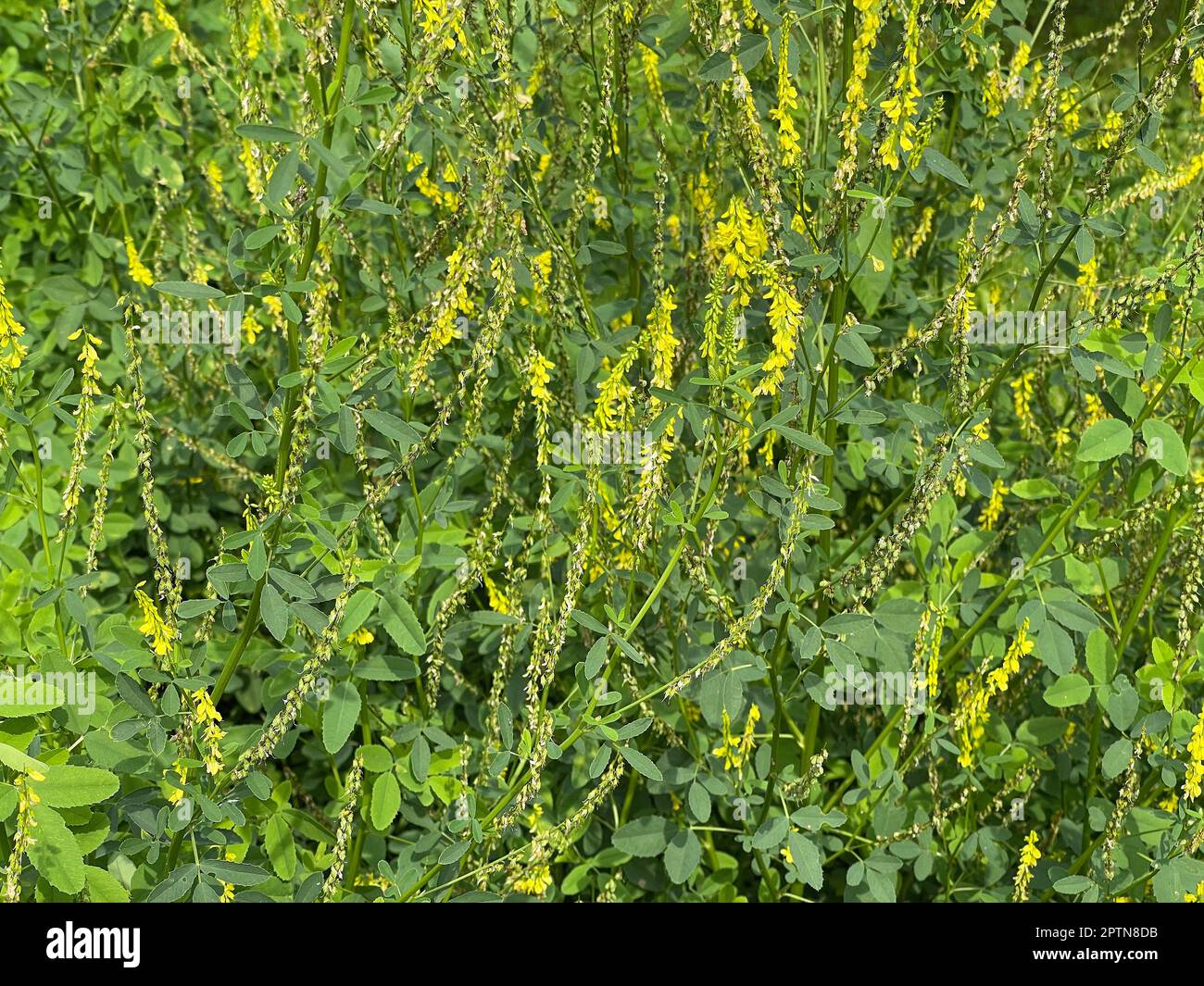 Steinklee, Melilotus officinalis, ist eine wichtige Heil- und Medizinalpflanze und mit weissen ...