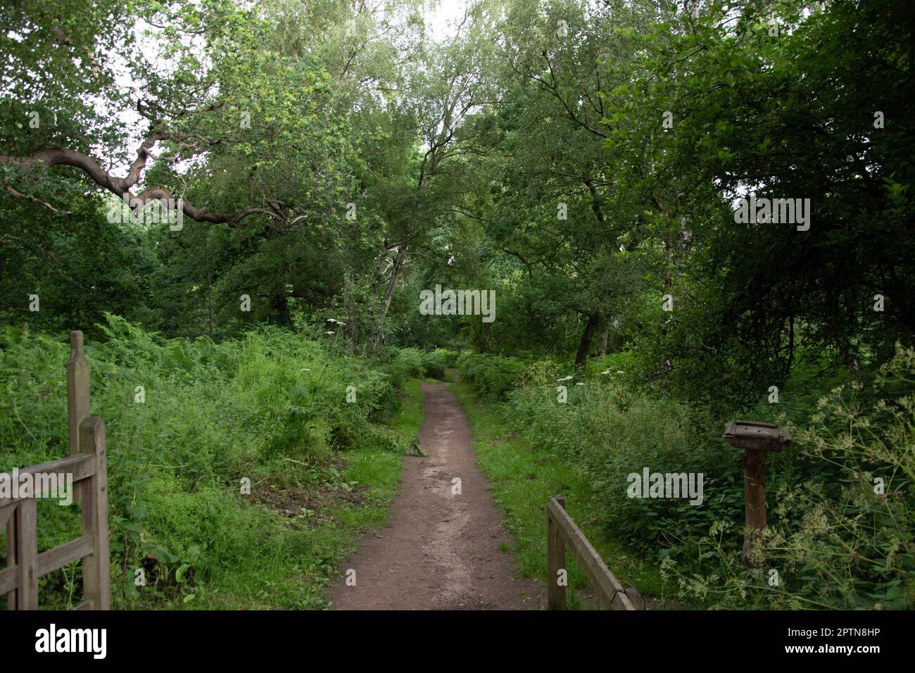 Sherwood forest nottingham hi-res stock photography and images - Alamy