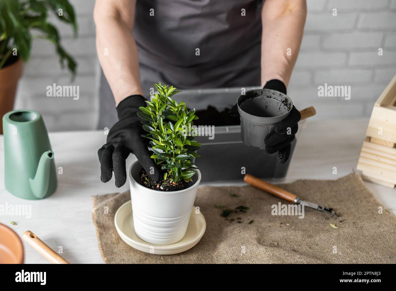 Spring Houseplant Care, repotting houseplants. Waking Up Indoor Plants ...