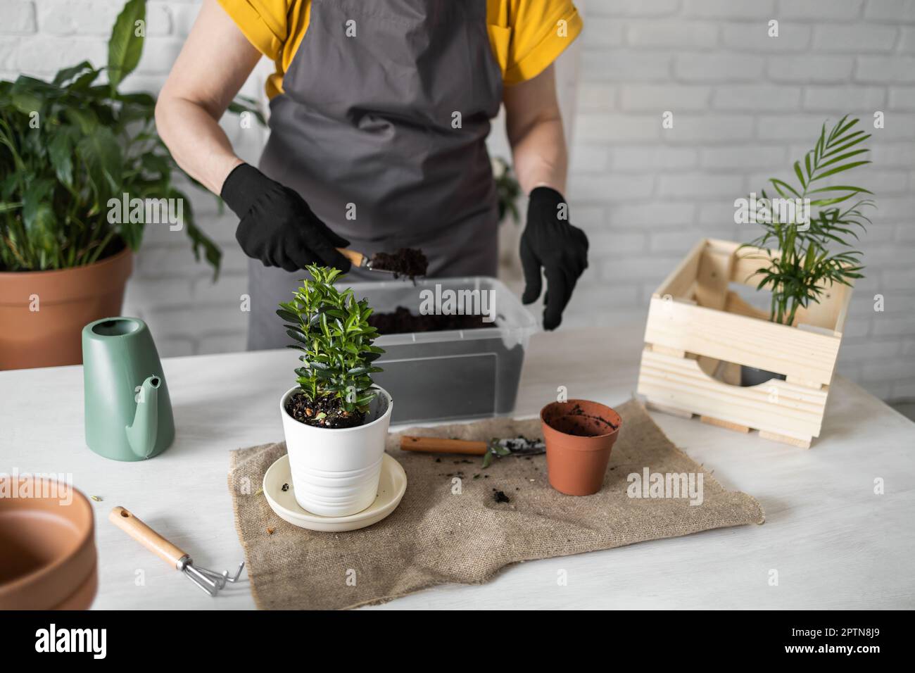 Spring Houseplant Care, repotting houseplants. Waking Up Indoor Plants ...