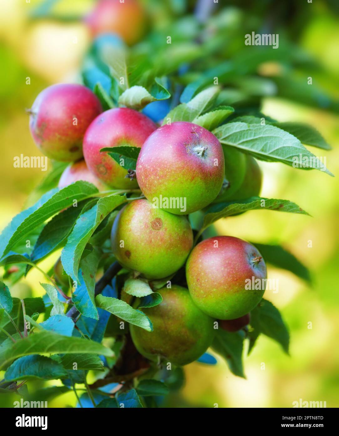A photo of healthy and delicious apples outdoor Stock Photo - Alamy