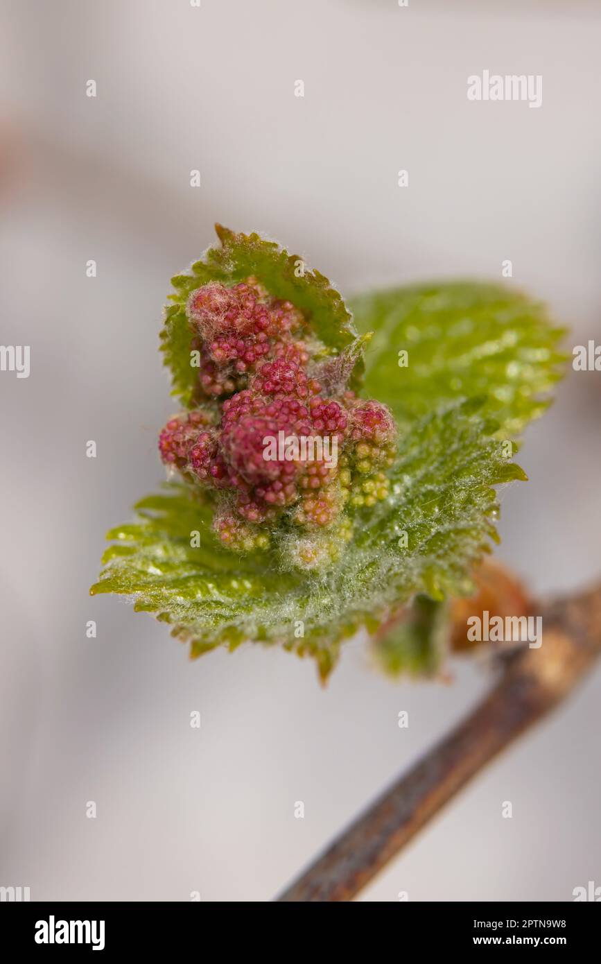 Early spring flovers vines, Southern Moravia, Czech Republic Stock ...