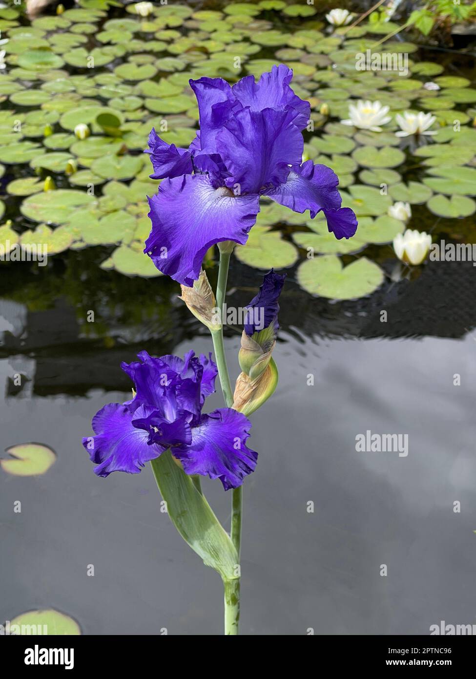 Iris, Die Schwertlilie ist eine wild wachsende Blume mit blauen Blueten ...