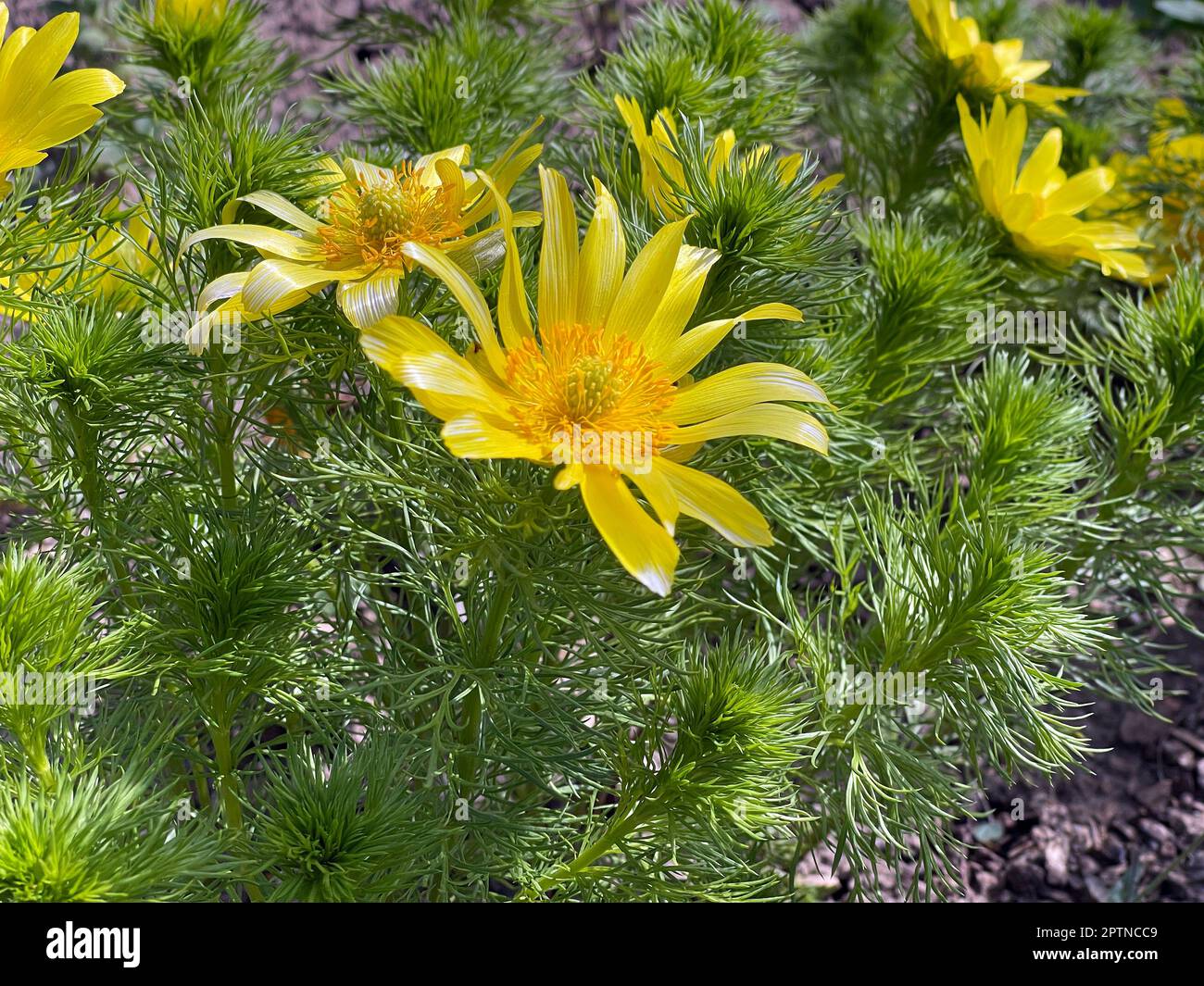 Fruehlings Adonisroeschen, Adonis Vernalis, ist eine wichtige ...