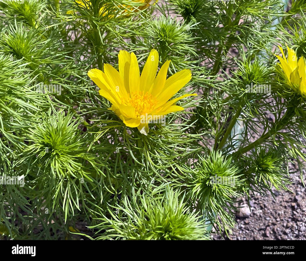 Fruehlings Adonisroeschen, Adonis Vernalis, ist eine wichtige ...