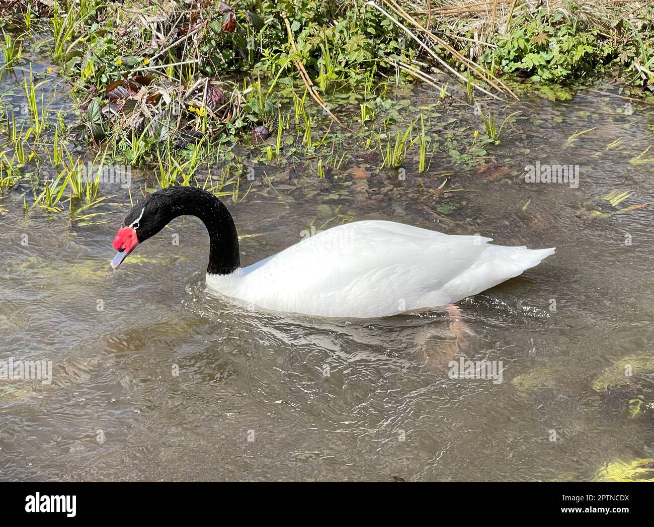 Der Schwarzhalsschwan ist eine Vogelart aus der Gattung der Schwaene ...