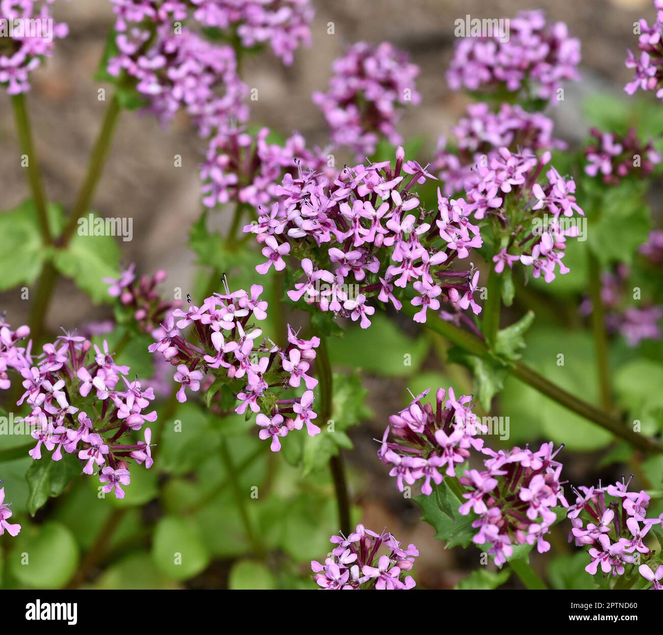 Afrikanischer Baldrian, Fedia cornucopiae, ist eine Heilpflanze mit ...