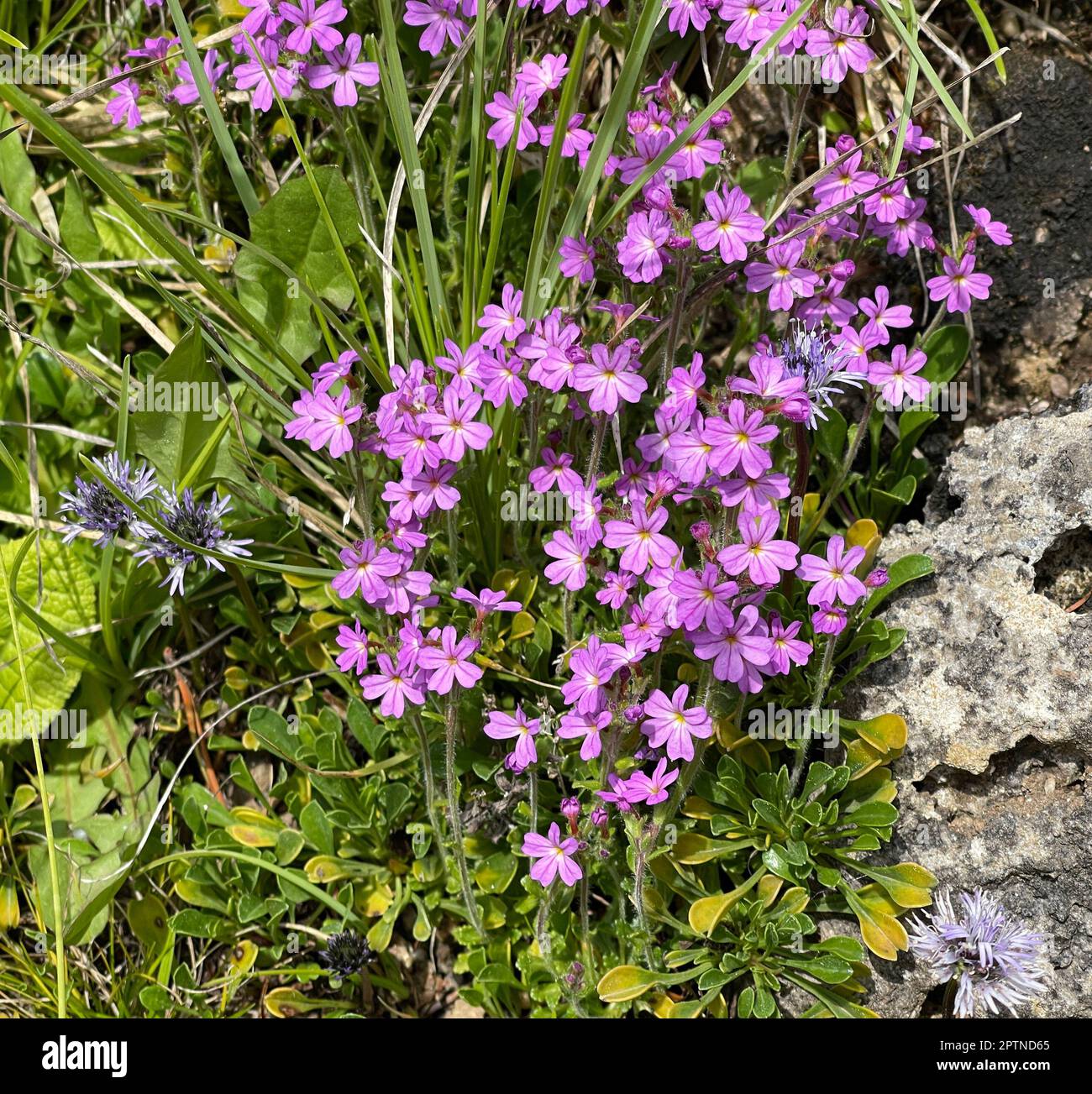 Alpenbalsam, Erinus alpinus ist eine langbluehende Steingartenstaude ...