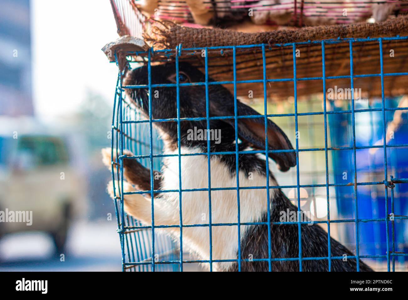 Rabbit on a Cage. Animals in captivity background Stock Photo - Alamy