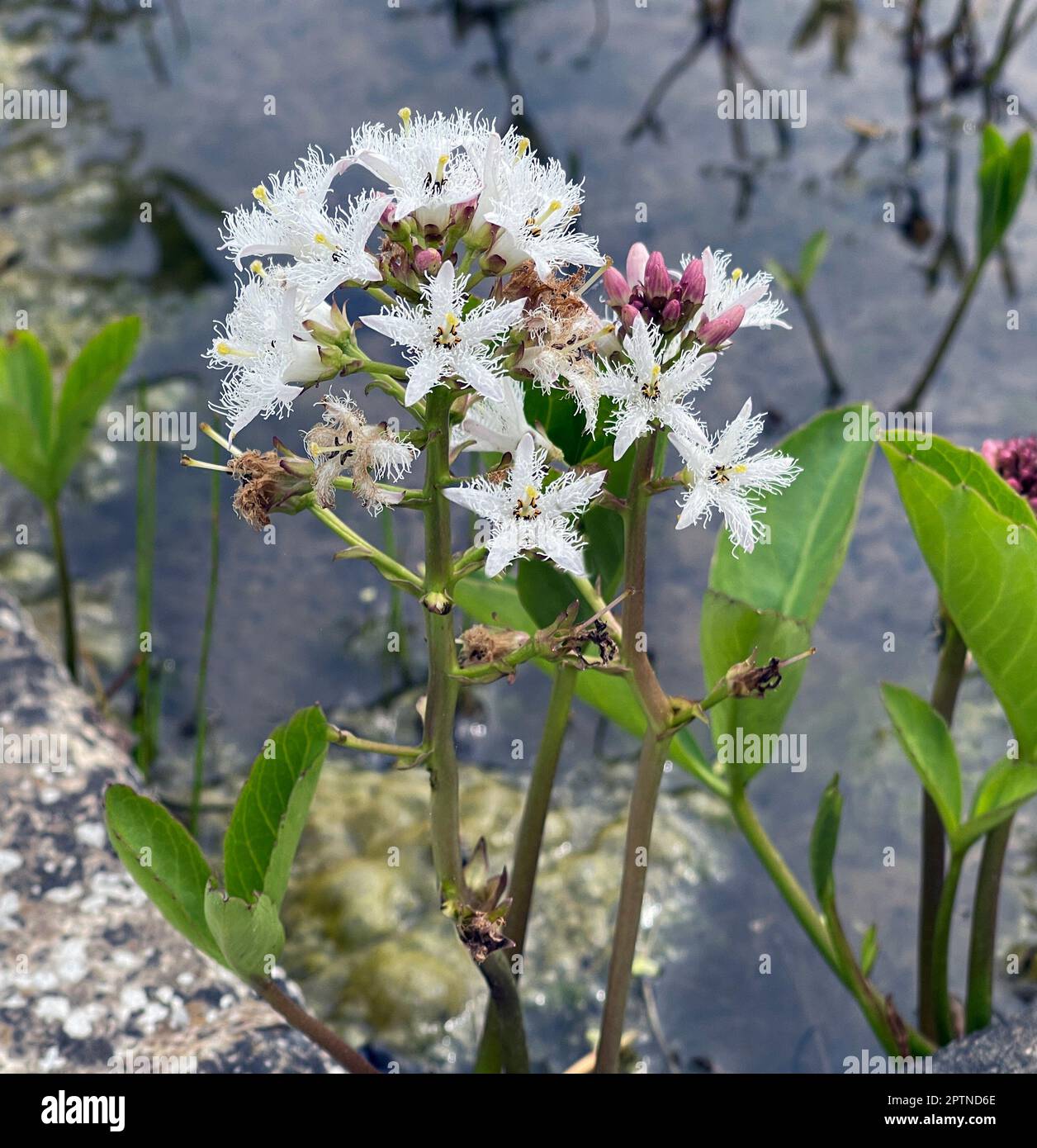 Feverwort hi-res stock photography and images - Alamy