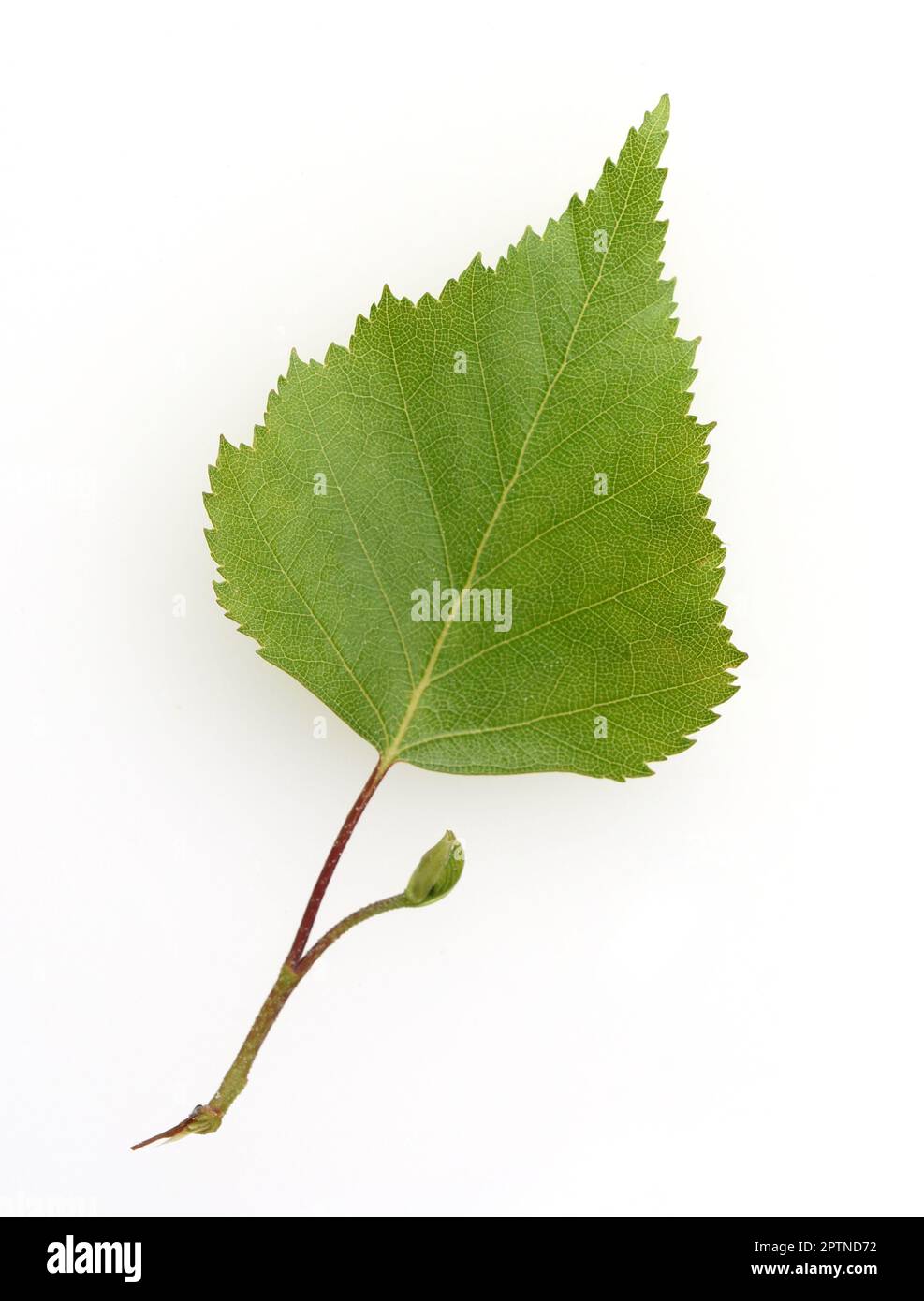 Birkenbaum, Birke Betula, ist ein heimischer, Baum der auch als ...