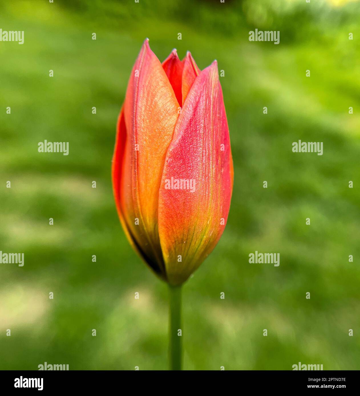 Wildtulpen sind die Vorfahren moderner Gartentulpen. Wild tulips are the ancestors of modern ...