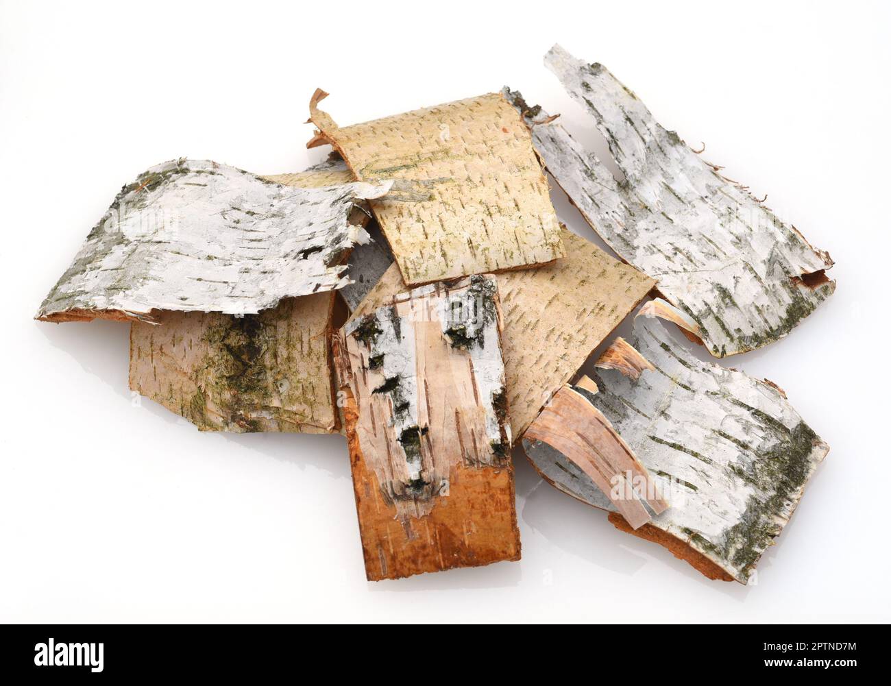 Birkenbaum, Birke Betula, ist ein heimischer, Baum der auch als ...