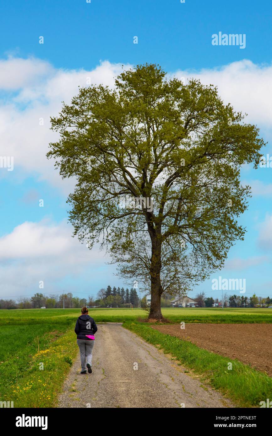 Woman walking alone on a road in the middle of cultivated fields Stock ...