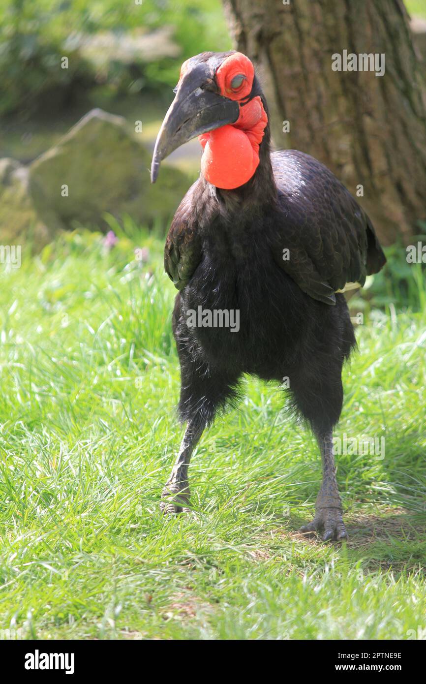 Southern ground hornbill Stock Photo - Alamy
