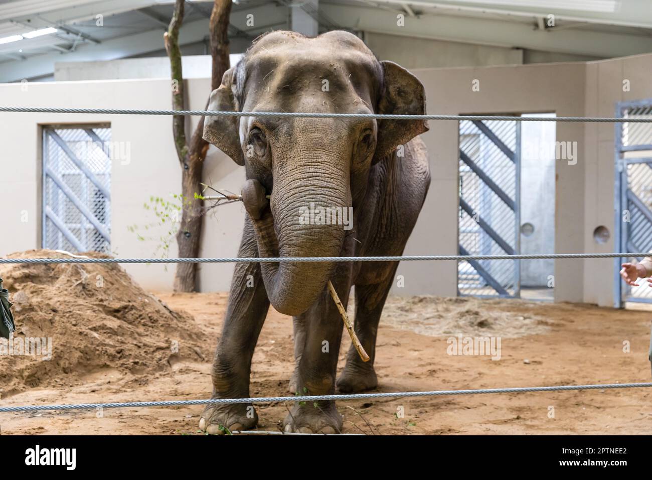 Cottbus, Germany. 28th Apr, 2023. Lady elephant Don Chung reaches with ...