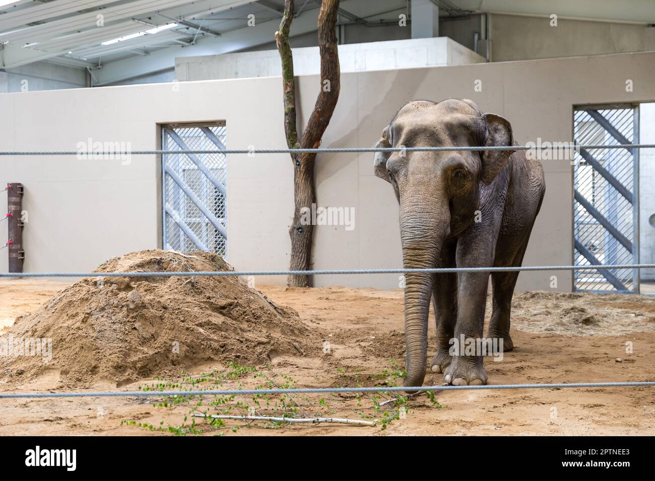 Cottbus, Germany. 28th Apr, 2023. Lady elephant Don Chung stands in a ...