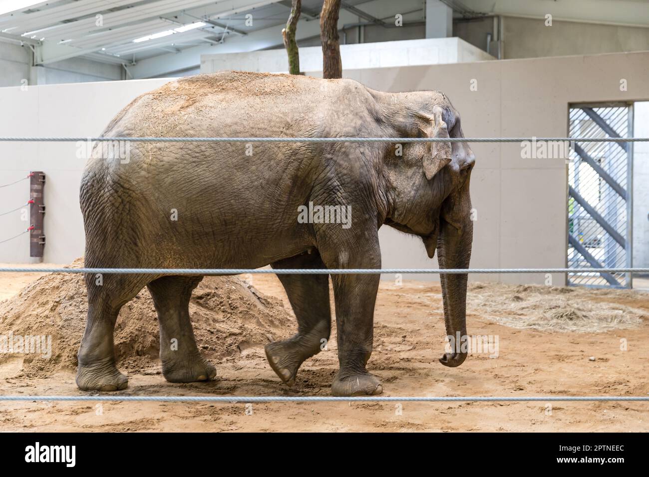 Cottbus, Germany. 28th Apr, 2023. Lady elephant Don Chung stands in a ...