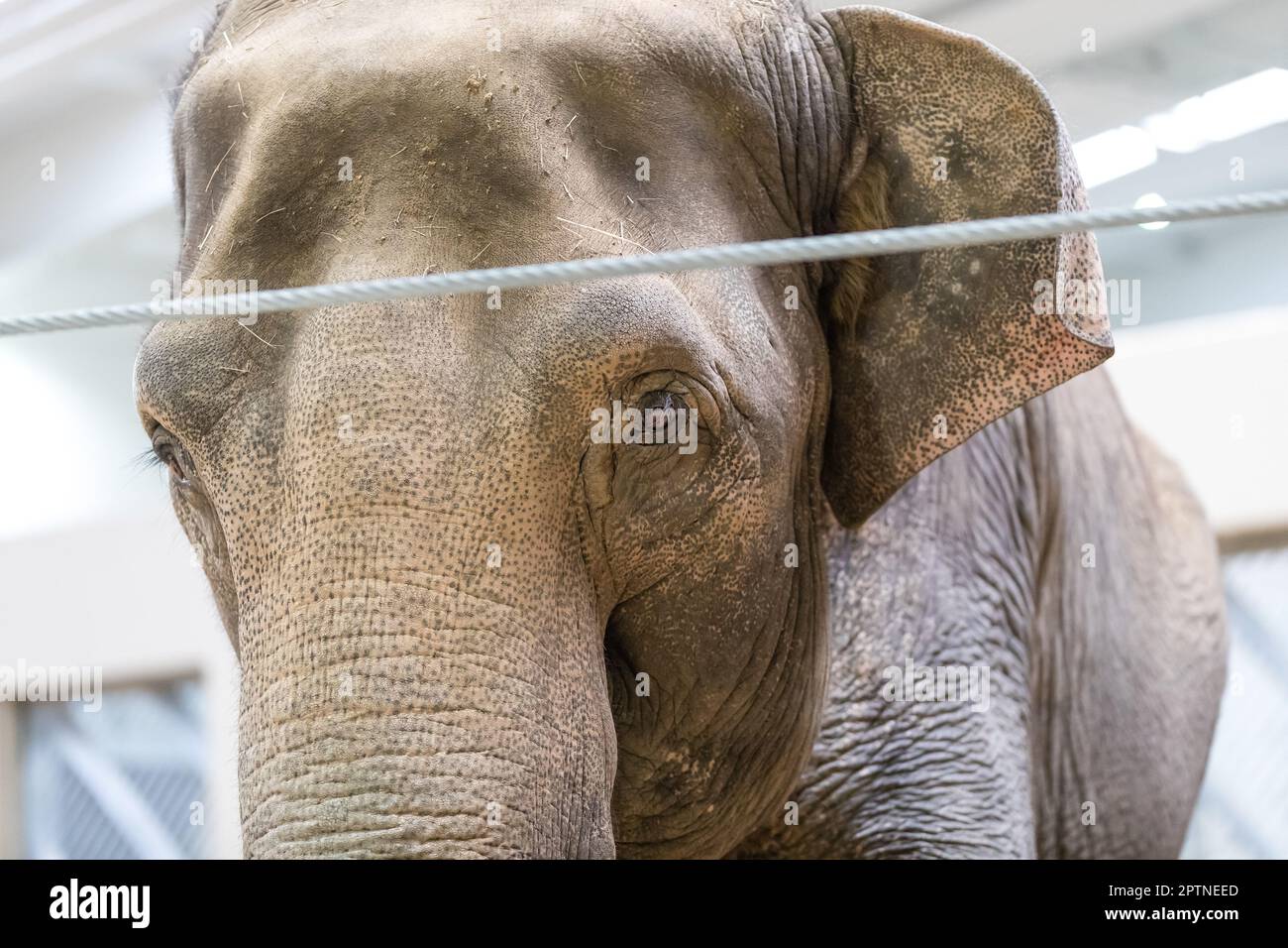 Cottbus, Germany. 28th Apr, 2023. Lady elephant Don Chung stands in a ...