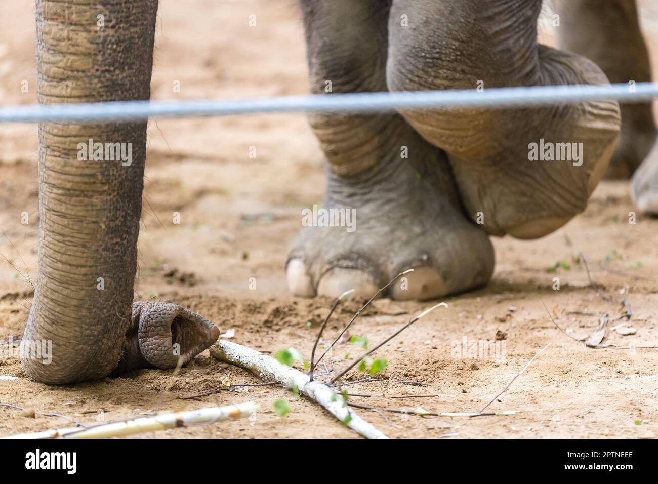 Cottbus, Germany. 28th Apr, 2023. Lady elephant Don Chung stands in a ...