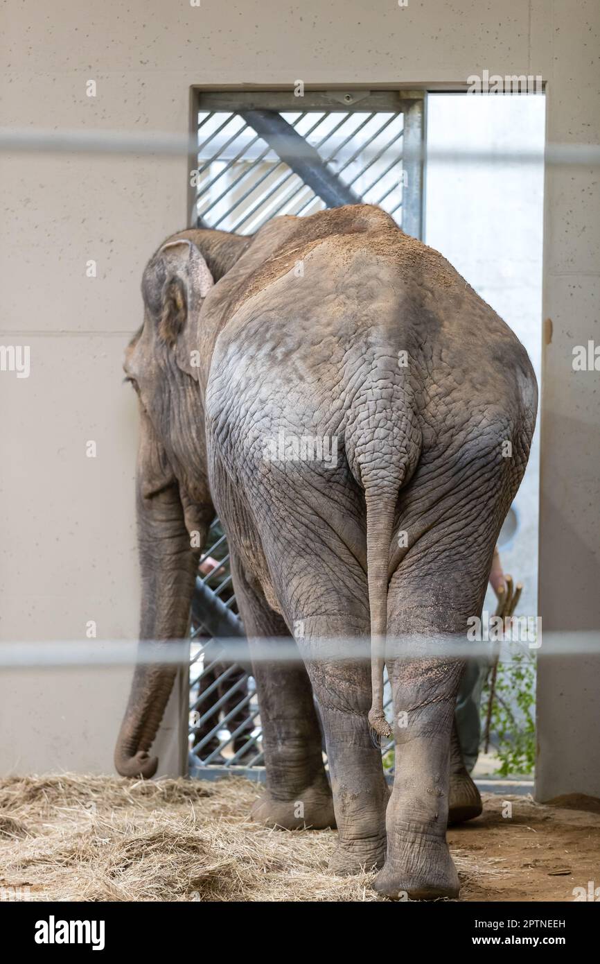 Cottbus, Germany. 28th Apr, 2023. Lady elephant Don Chung stands in a ...