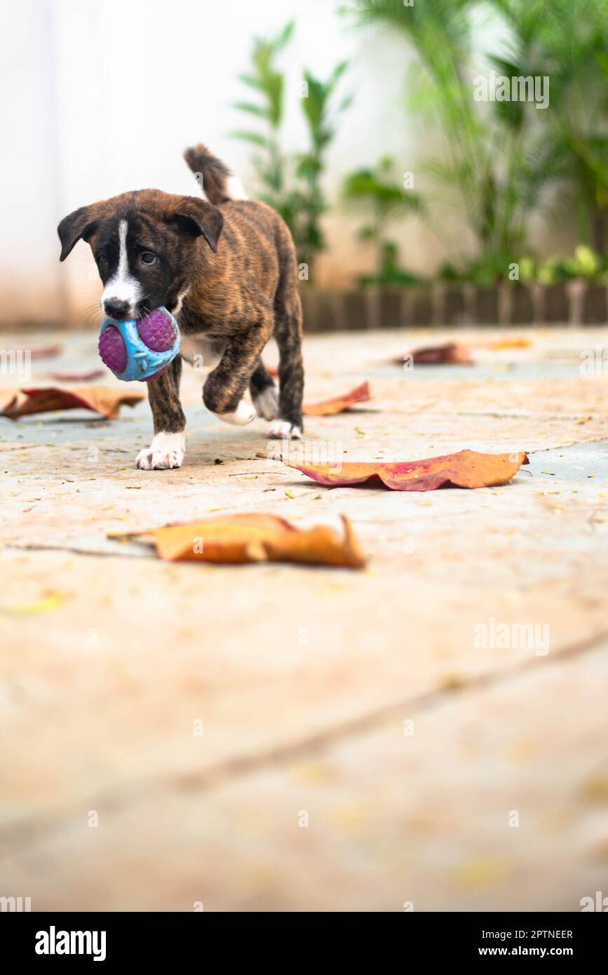 Photos of dogs including labradors beagles indian dogs Stock Photo - Alamy