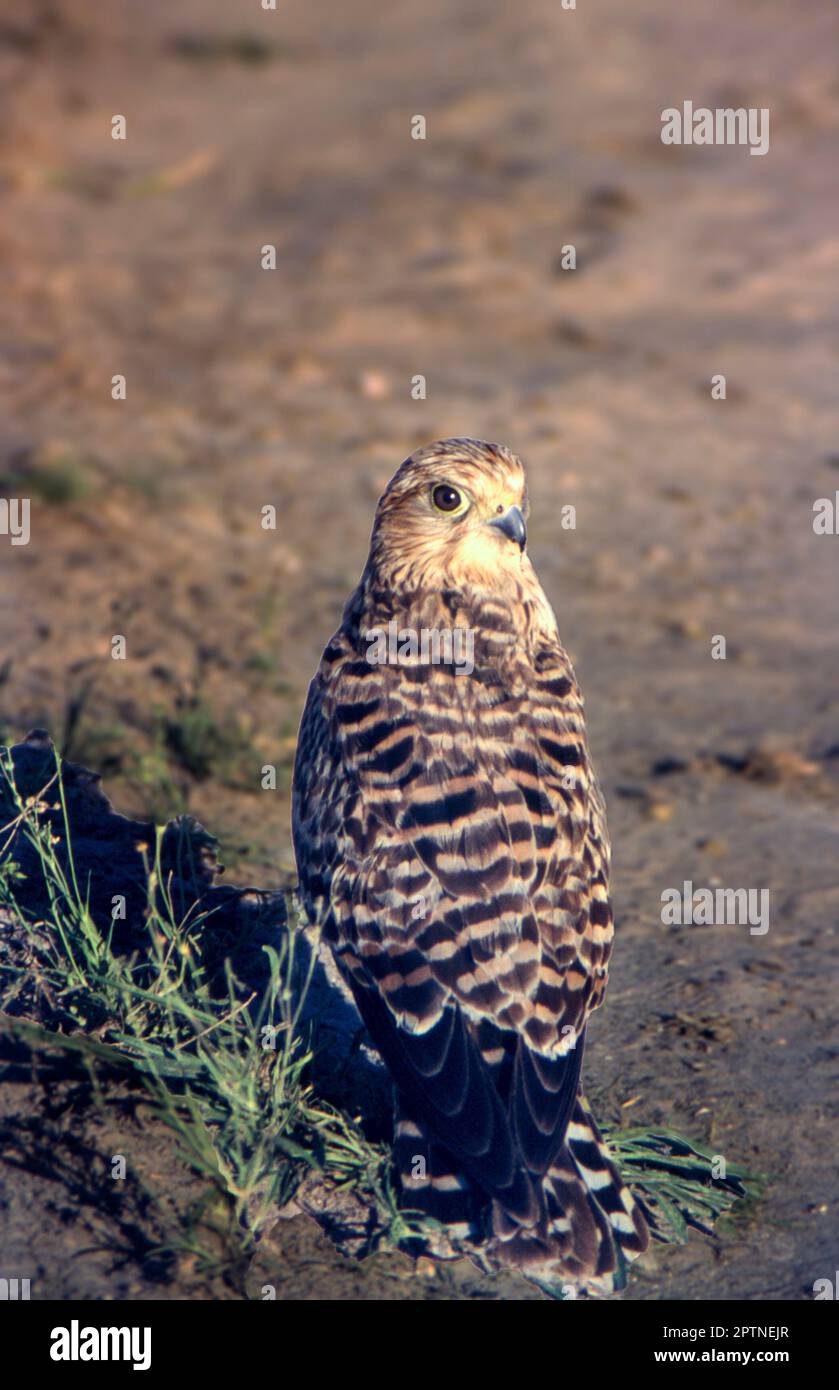 Greater Kestrel (Falco rupicoloides), Central Kalahari Game Reserve ...
