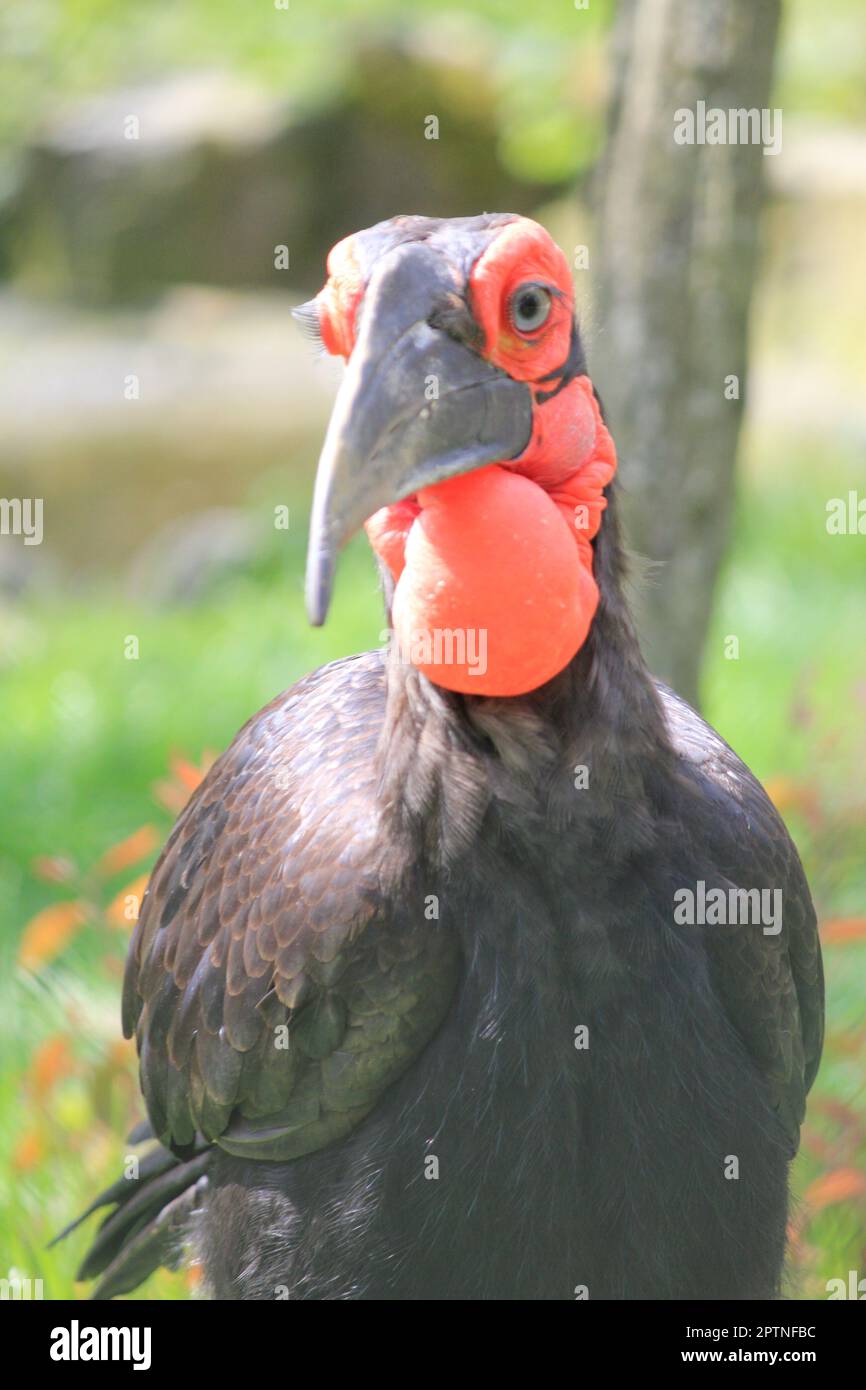 Southern ground hornbill Stock Photo - Alamy
