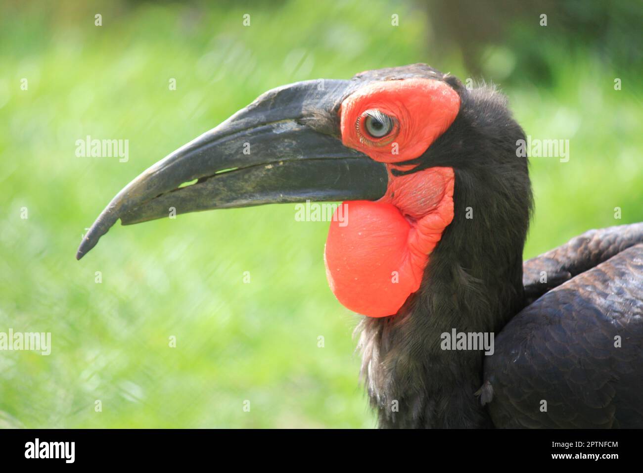 Southern ground hornbill Stock Photo - Alamy