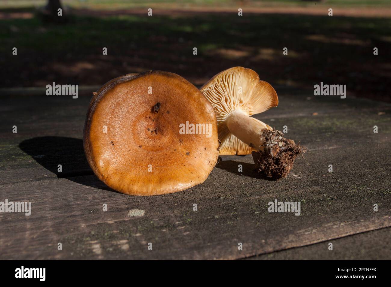 Saffron milk caps or lactarius deliciosus. Mushrooms placed over wooden ...