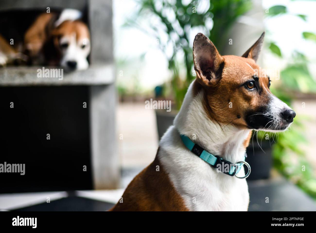 Where Are Beagles Native To